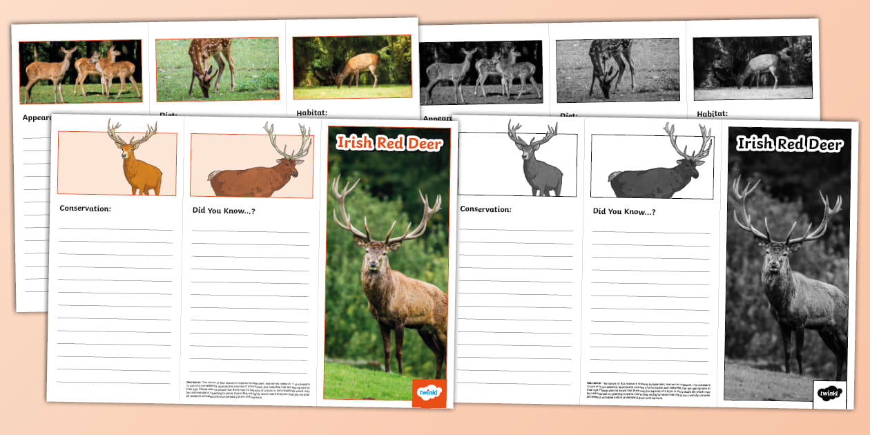Irish Red Deer Leaflet Template - Twinkl