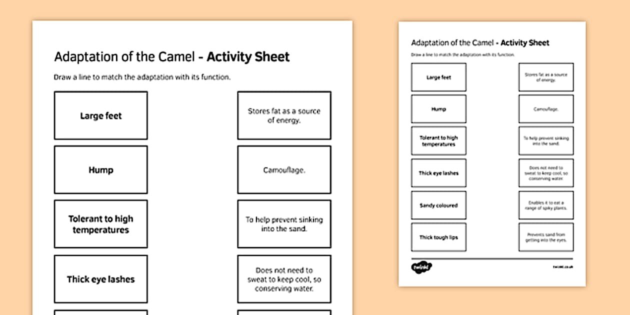 Editable Camel Adaptations Match and Draw (teacher made)