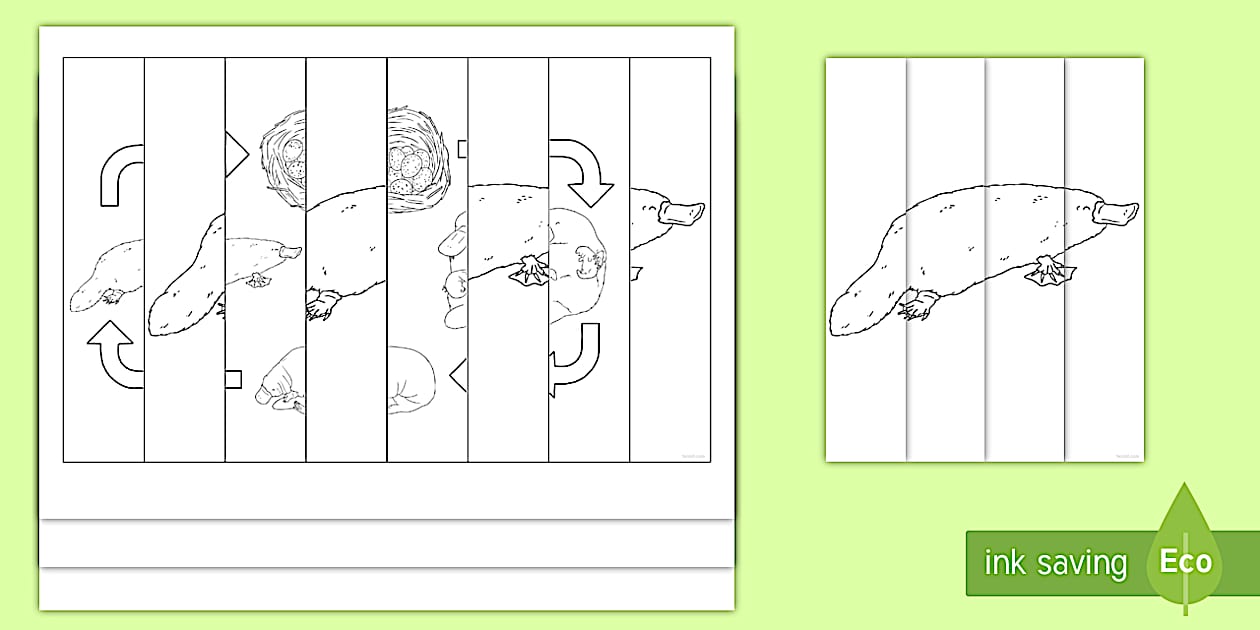 Platypus Life Cycle Agamographs Colouring Pages - Twinkl