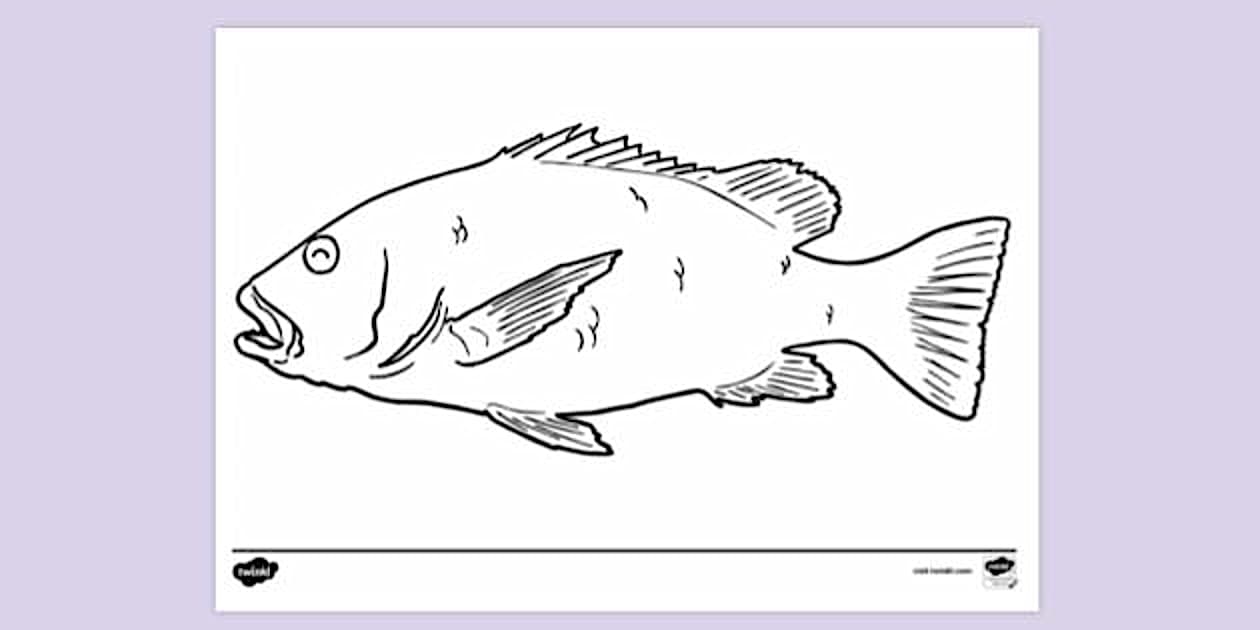 Mangrove Jack - Red Snapper Fish Twinkl Eyes Colouring Sheet