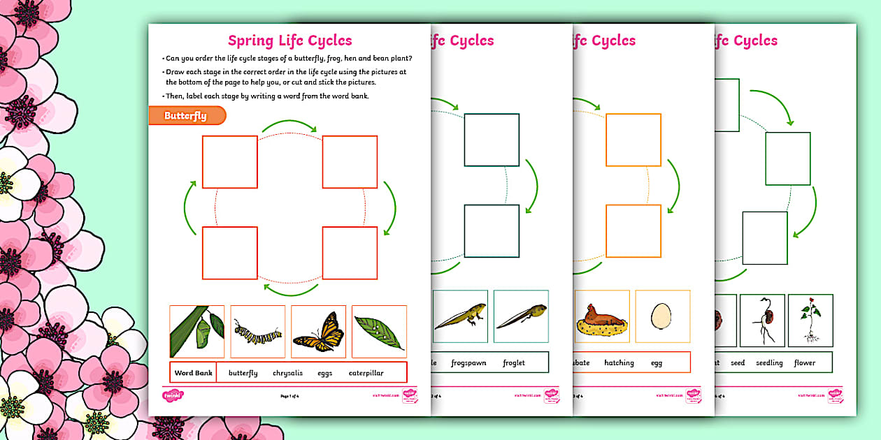 KS1 Spring Life Cycle Activity Sheet - Twinkl