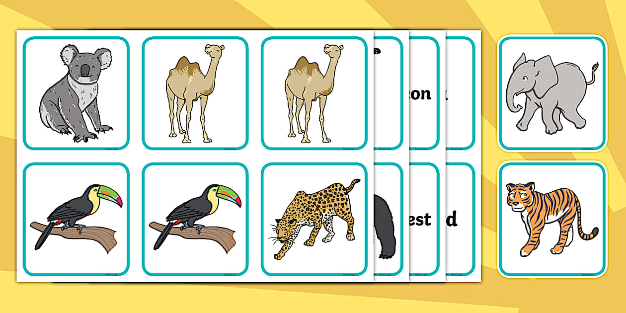 The Zoo Vet: Zoo Animal Matching Cards - Twinkl