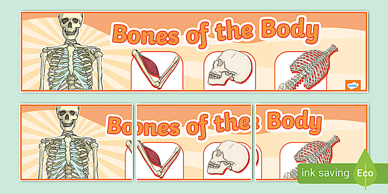 Bones of the Body Display Banner (teacher made) - Twinkl