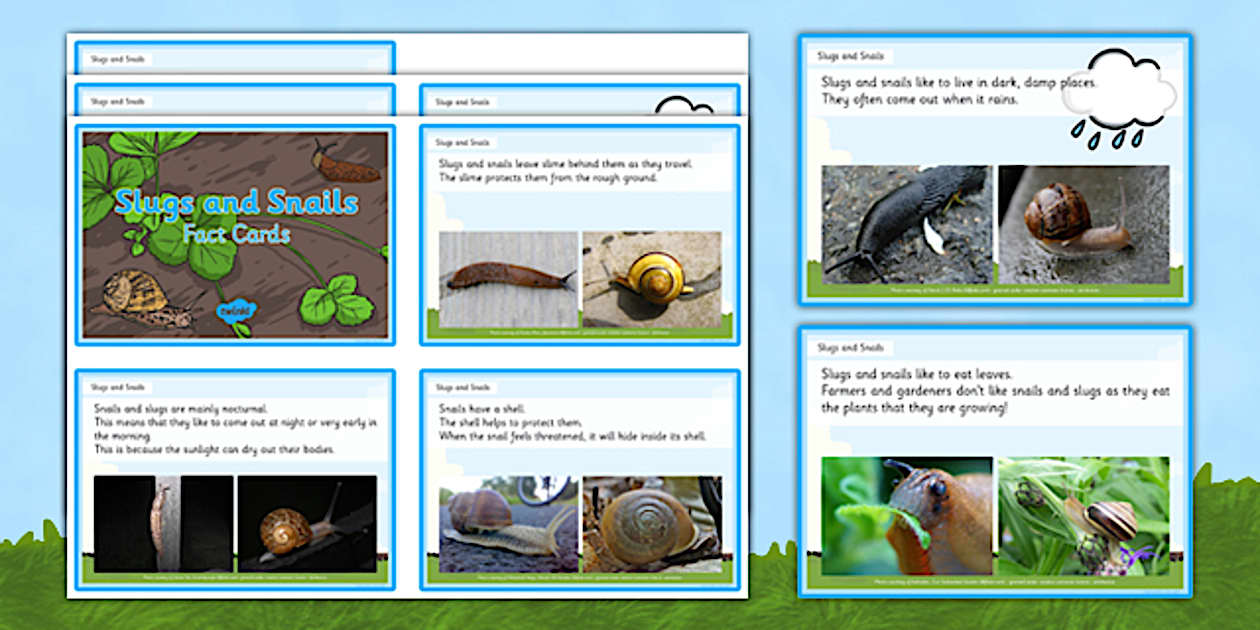 Slug and Snail Facts for Kids - Slugs and Snails Fact Cards