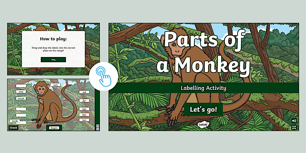 Parts of a Monkey Interactive Labelling Activity - Twinkl