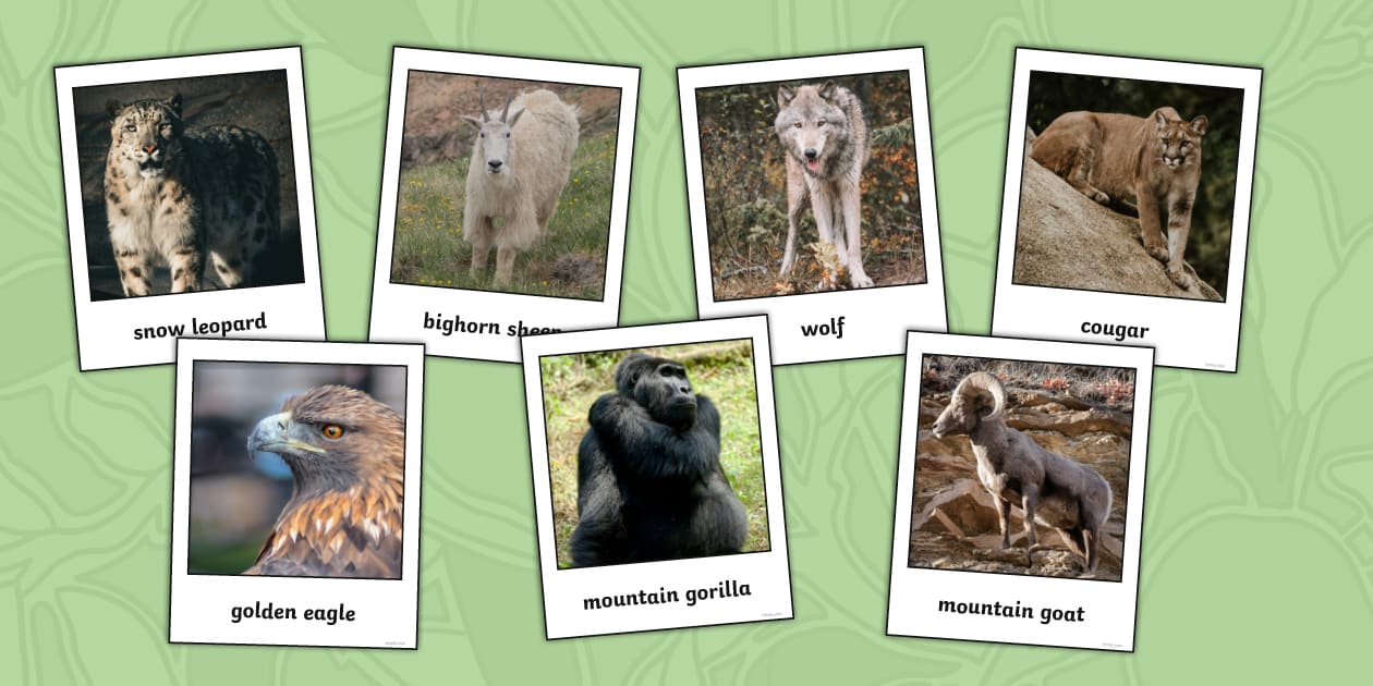 Mountain Animals Instant Photo Style Display Images - Twinkl