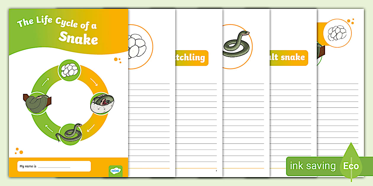 Snake Life Cycle Workbook (teacher made) - Twinkl