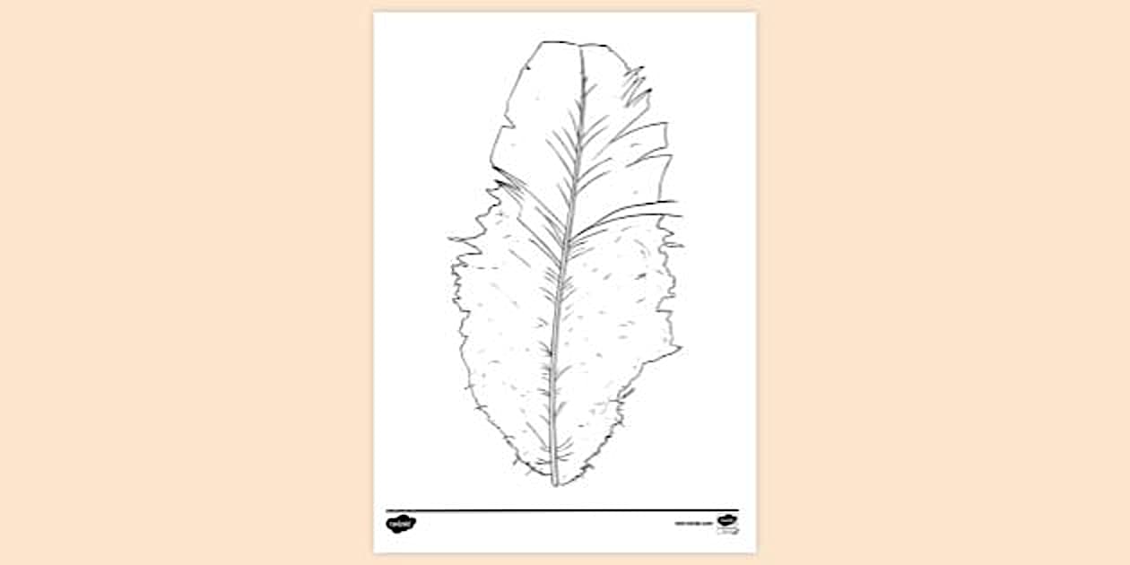 Small Feather Colouring Sheet (teacher made) - Twinkl