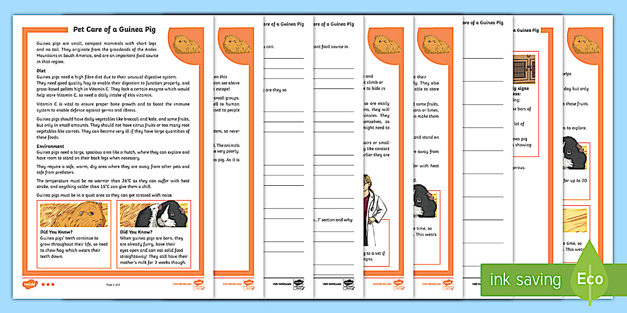 Middle Ability KS2 Pet Care of a Guinea Pig Differentiated Reading