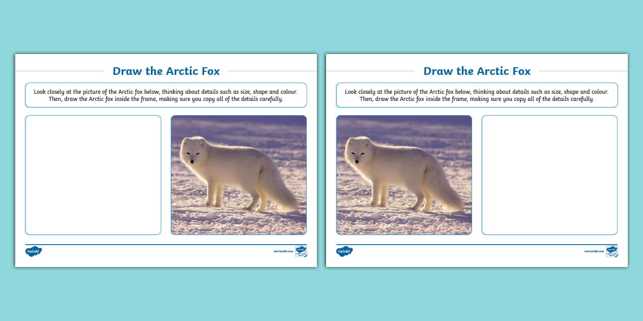 Draw the Arctic Fox Worksheet - Twinkl Art (teacher made)
