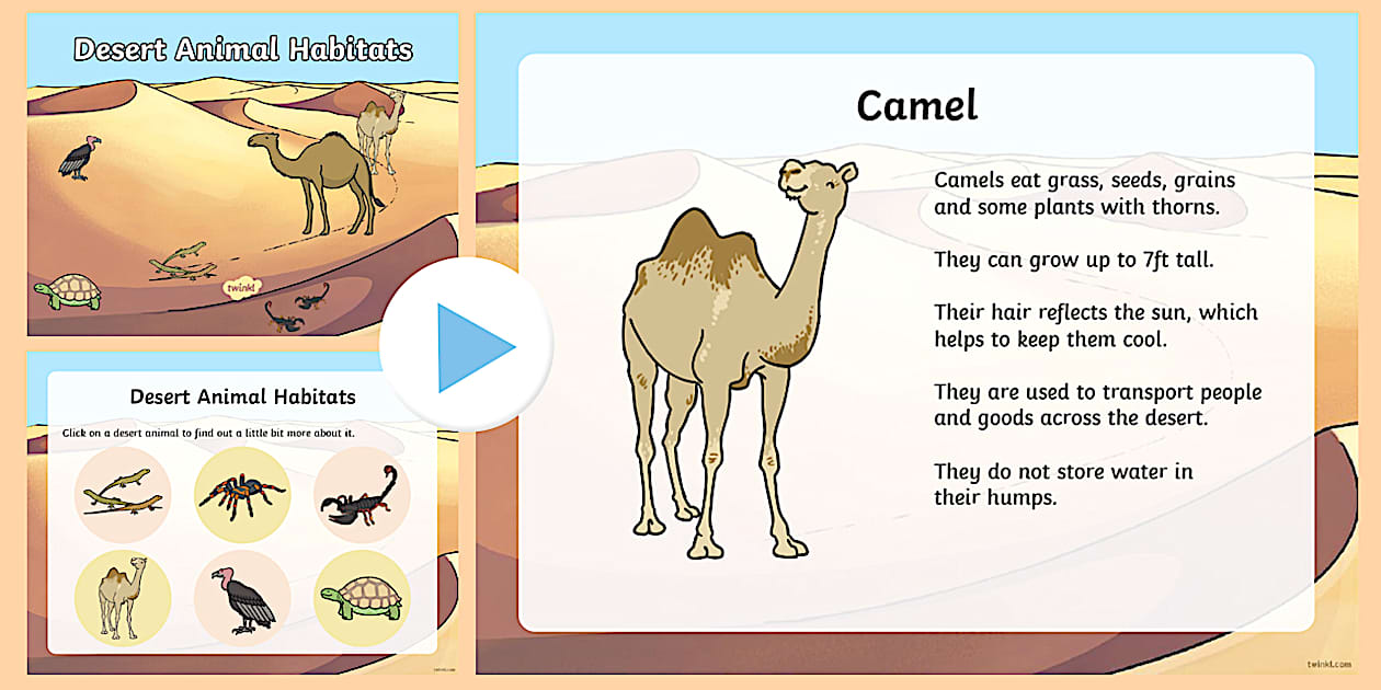Editable Desert Animal Habitats PowerPoint - Twinkl
