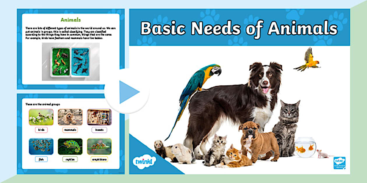 Basic Needs of Animals PowerPoint (teacher made) - Twinkl