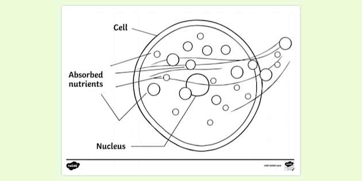 Cell Absorbing Nutrients Colouring Sheet | Colouring Sheets