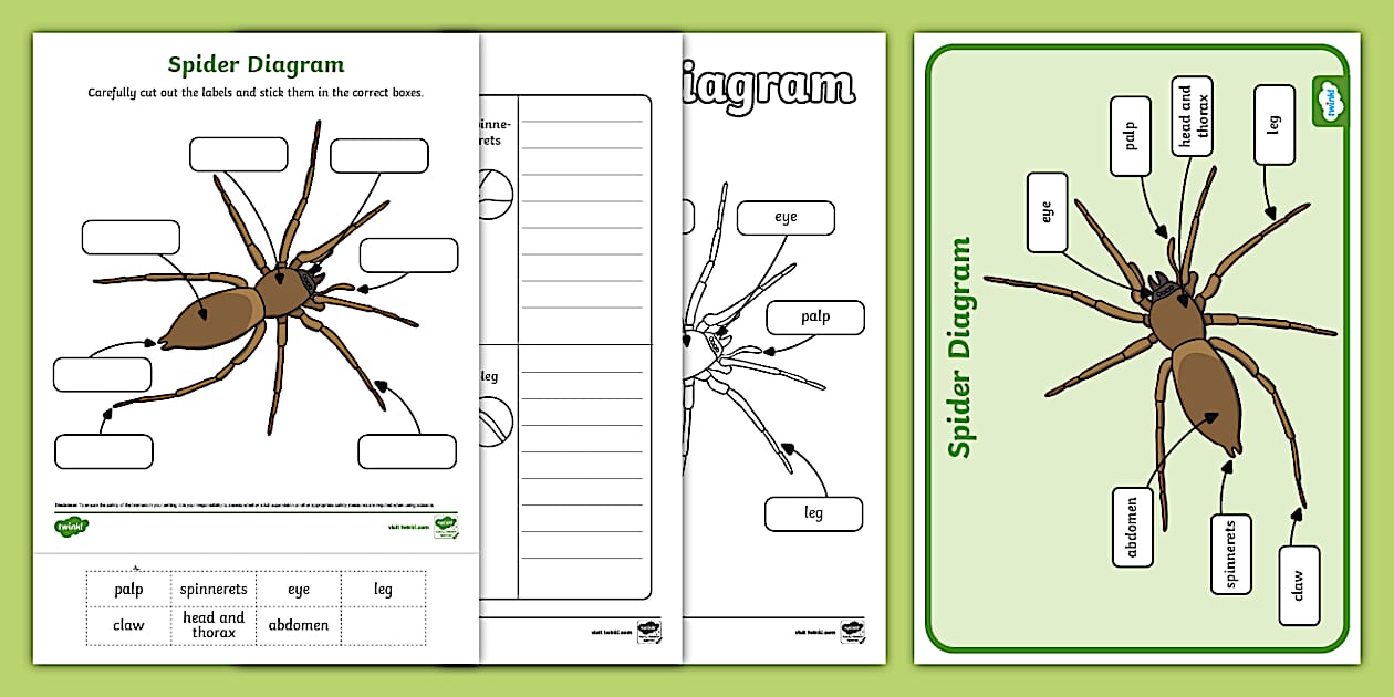 Spider Diagram Activity Pack (teacher made) - Twinkl