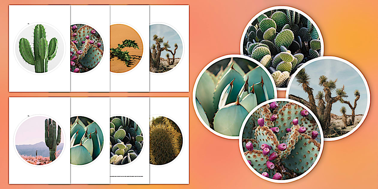 Desert Plants Circle Display Photo Cut-Outs (teacher made)