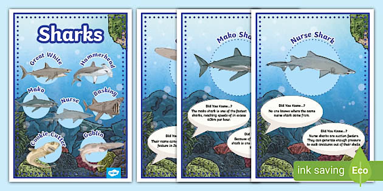 Shark Information Posters | Under the Sea Display - Twinkl