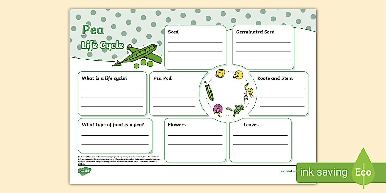 Pea Life Cycle Fact File Template (teacher made) - Twinkl