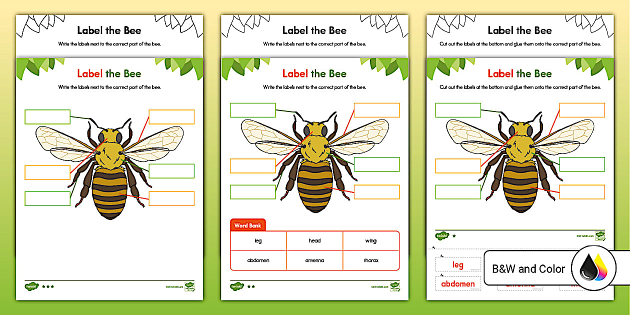 Printable Parts of a Bee Worksheet | Twinkl USA - Twinkl