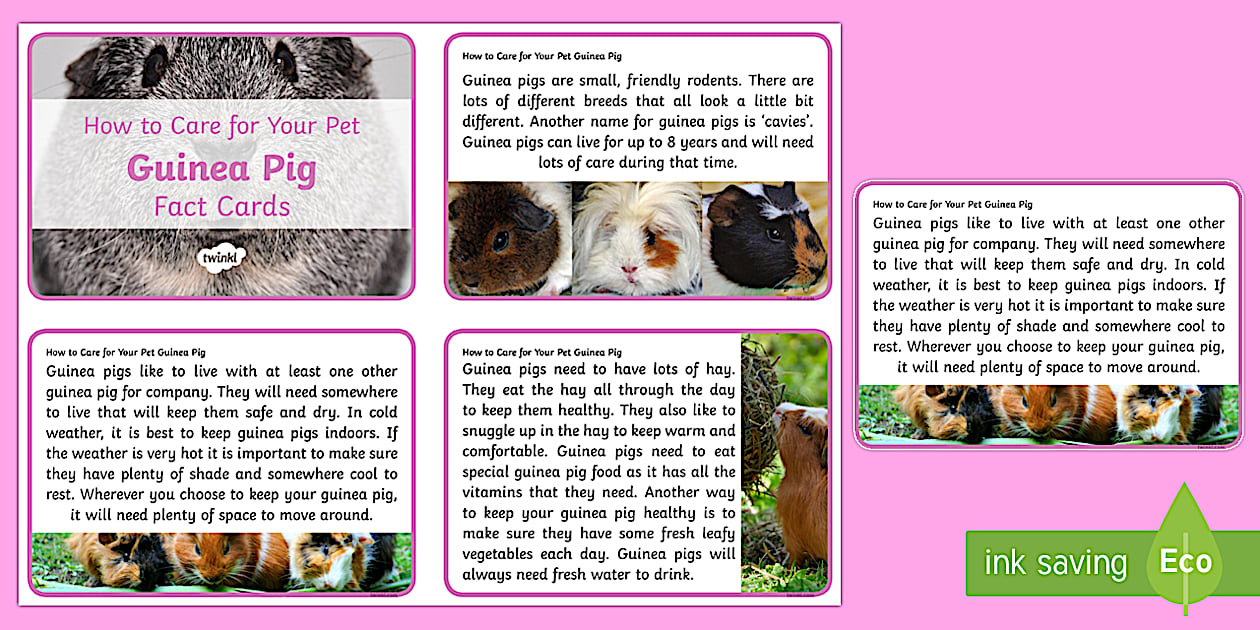 How to Care for Your Pet Guinea Pig Fact Cards - Twinkl