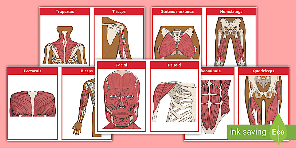 Muscle Flashcards Printable | Twinkl Biology Resource