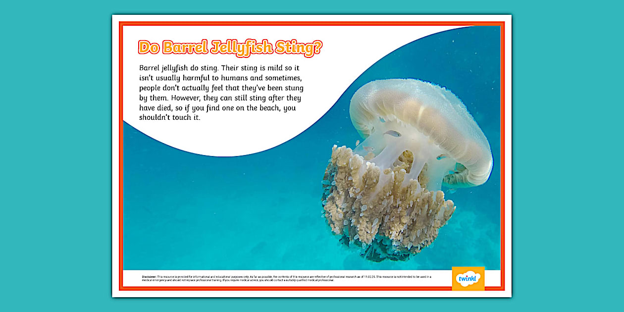 Do Barrel Jellyfish Sting? Information Poster