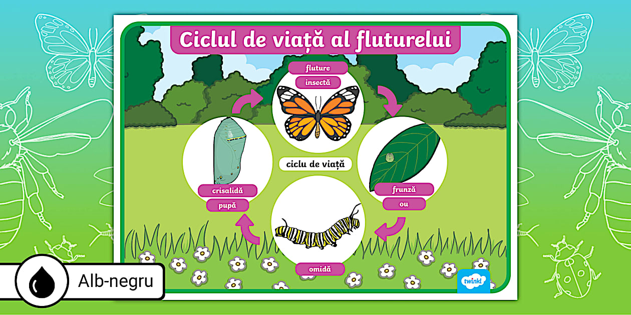 Ciclul de viață la fluture – Planșă cu vocabular | Twinkl RO