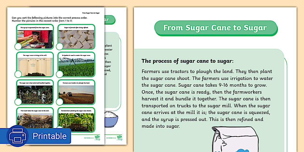Grade 3 Life Skills Term 4 Sugar Cane to Sugar (CAPS Aligned)