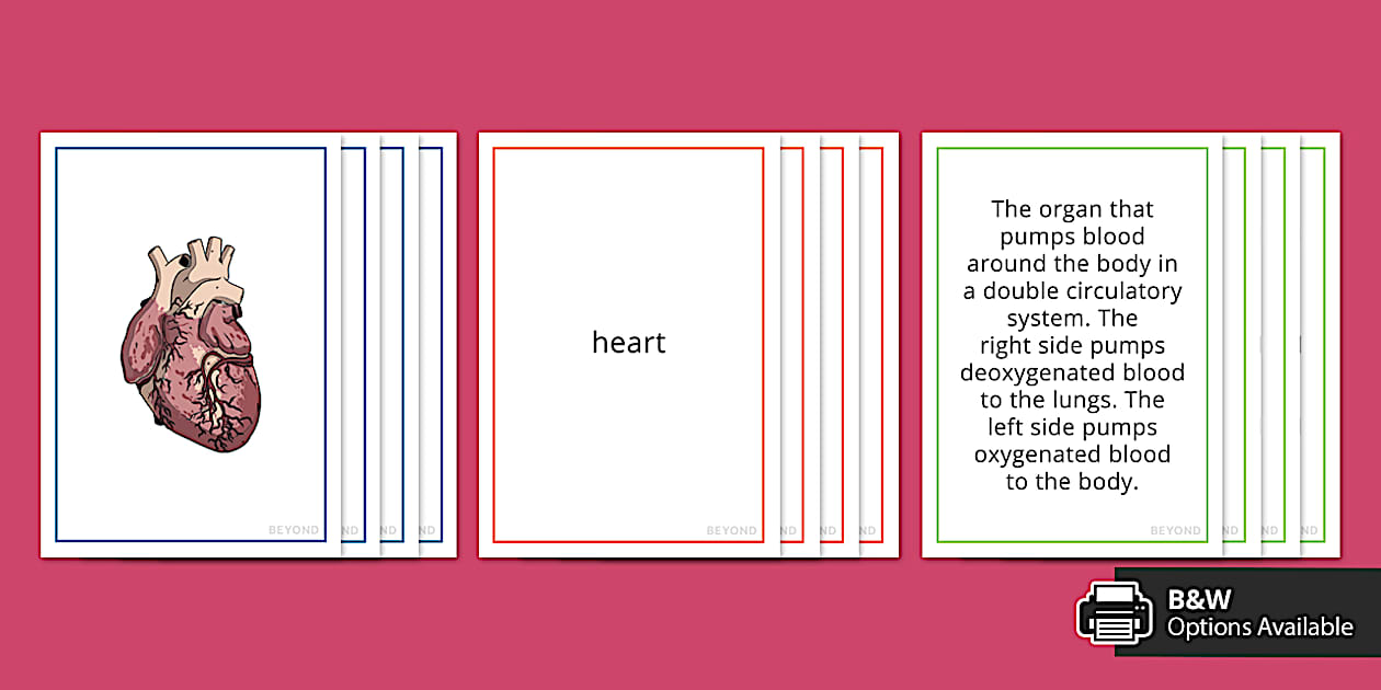 The Circulatory System Display Pack (teacher made) - Twinkl