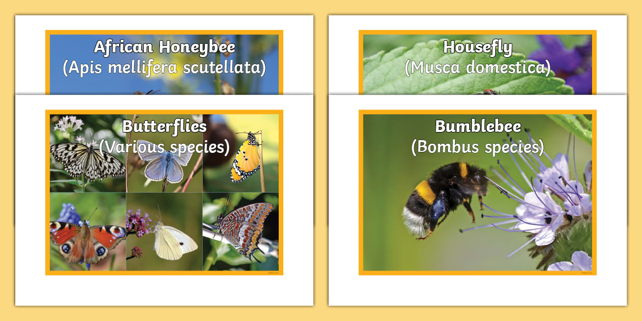 Pictures of Flying Insects of South Africa | Twinkl Displays