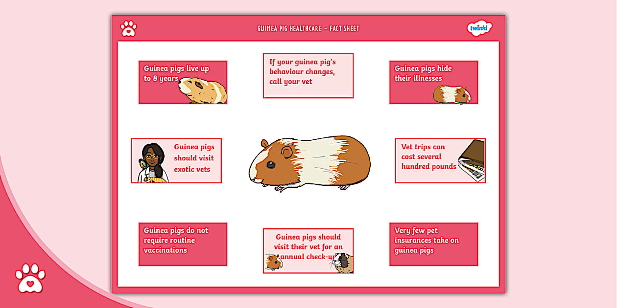 Guinea Pig Healthcare - Fact Sheet - Pet Care - Twinkl Pets