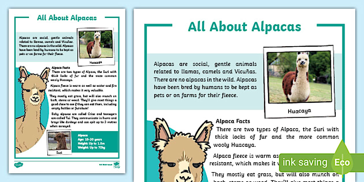 Editable All About Alpacas Fact File (teacher made) - Twinkl