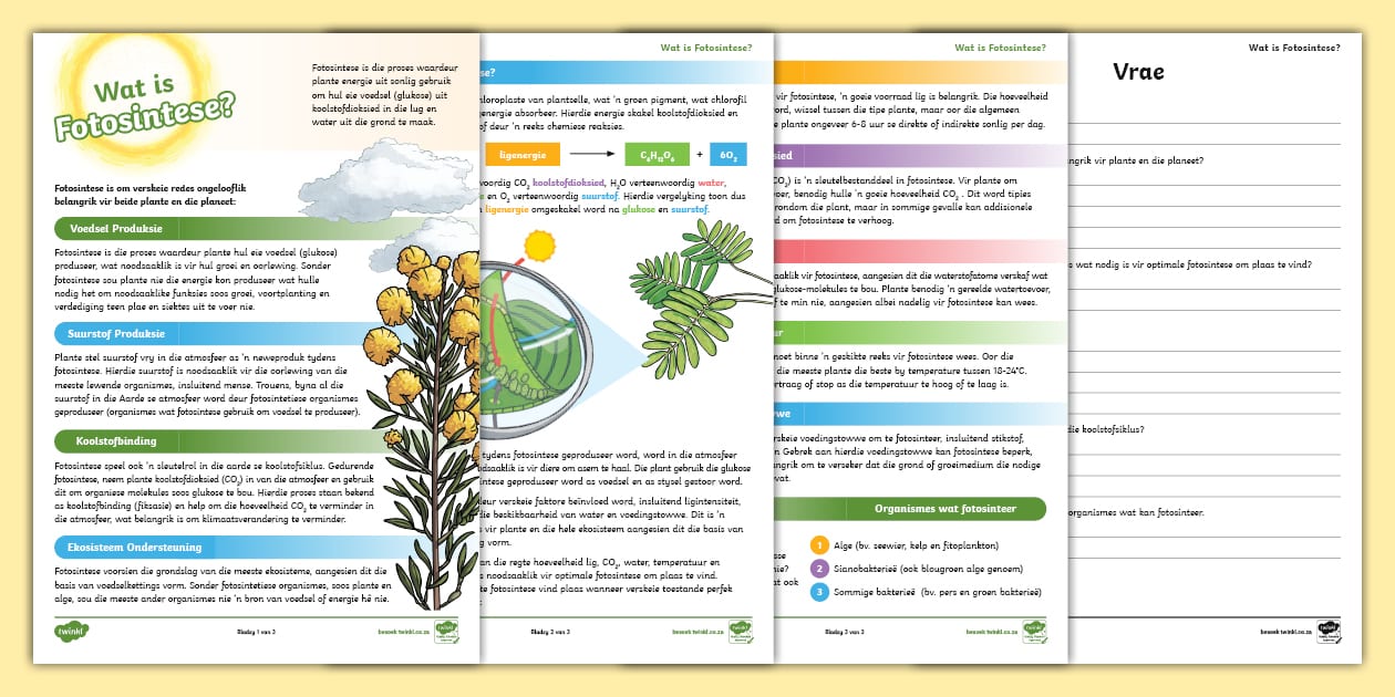Wat is Fotosintese? (teacher made) - Twinkl