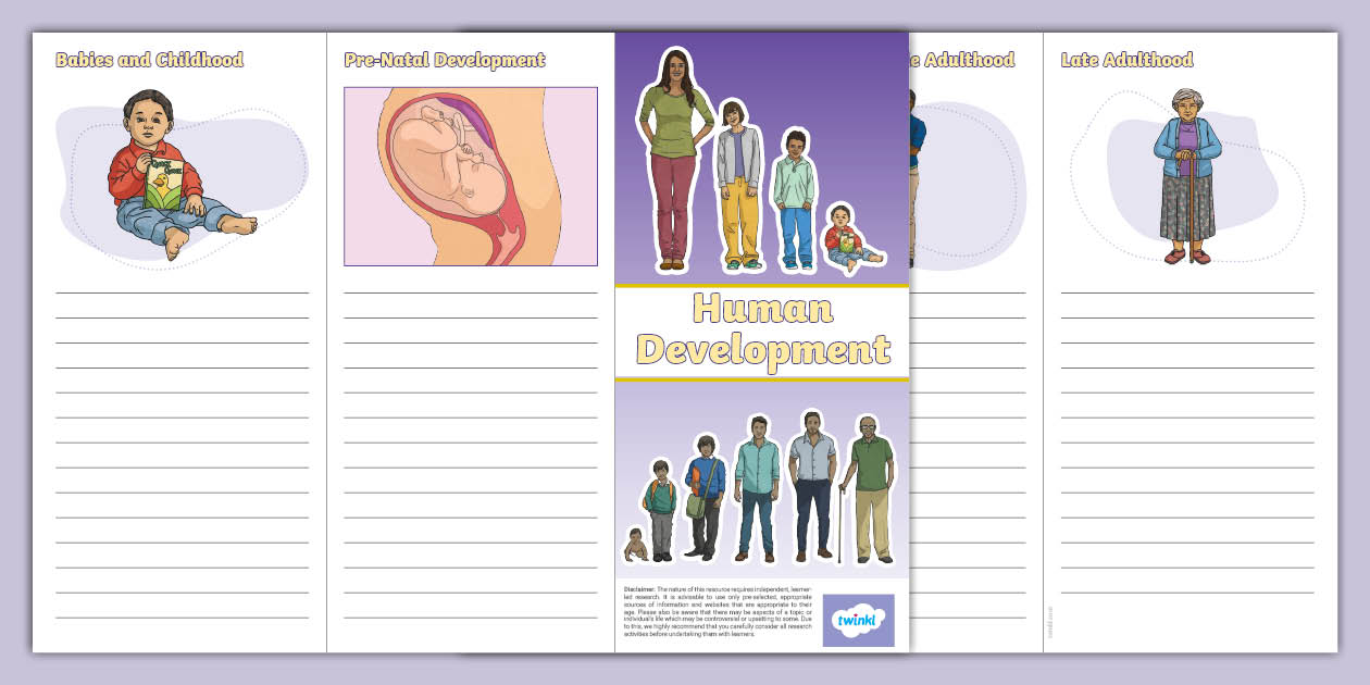 Human Development Leaflet Template (teacher made) - Twinkl