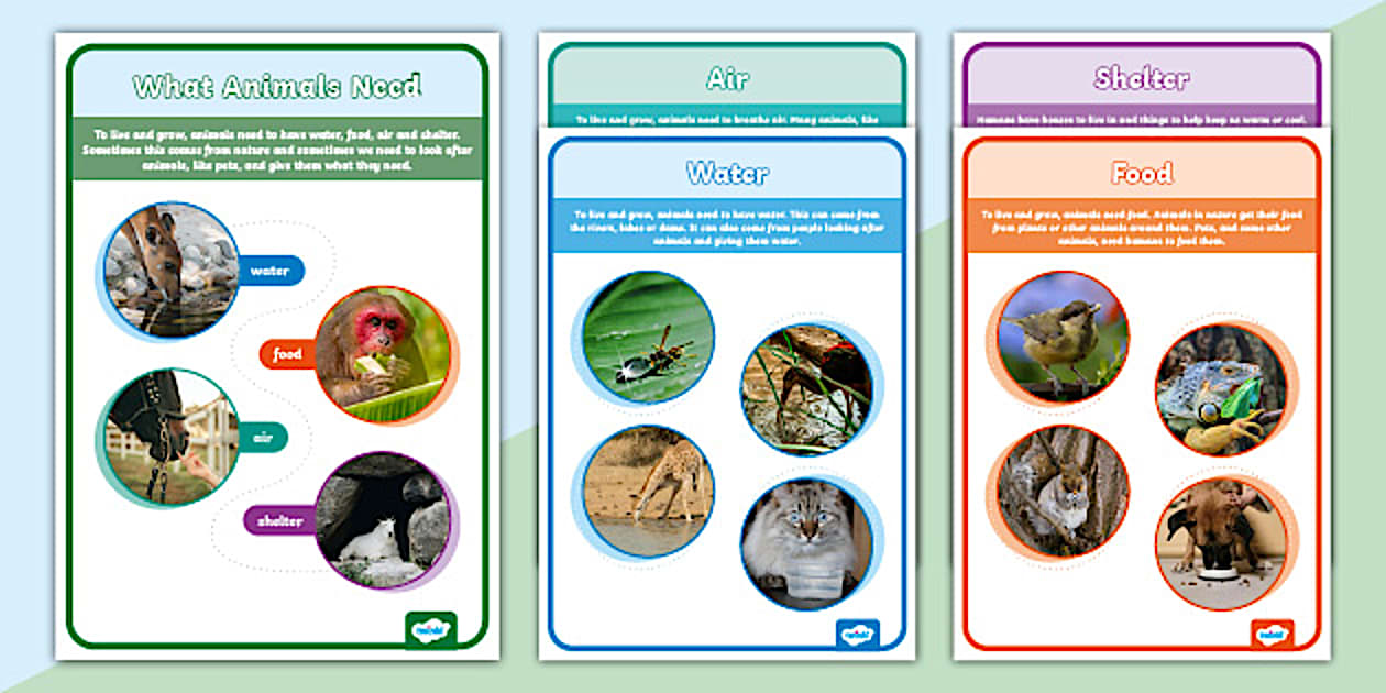 What Animals Needs Display Posters (teacher made) - Twinkl