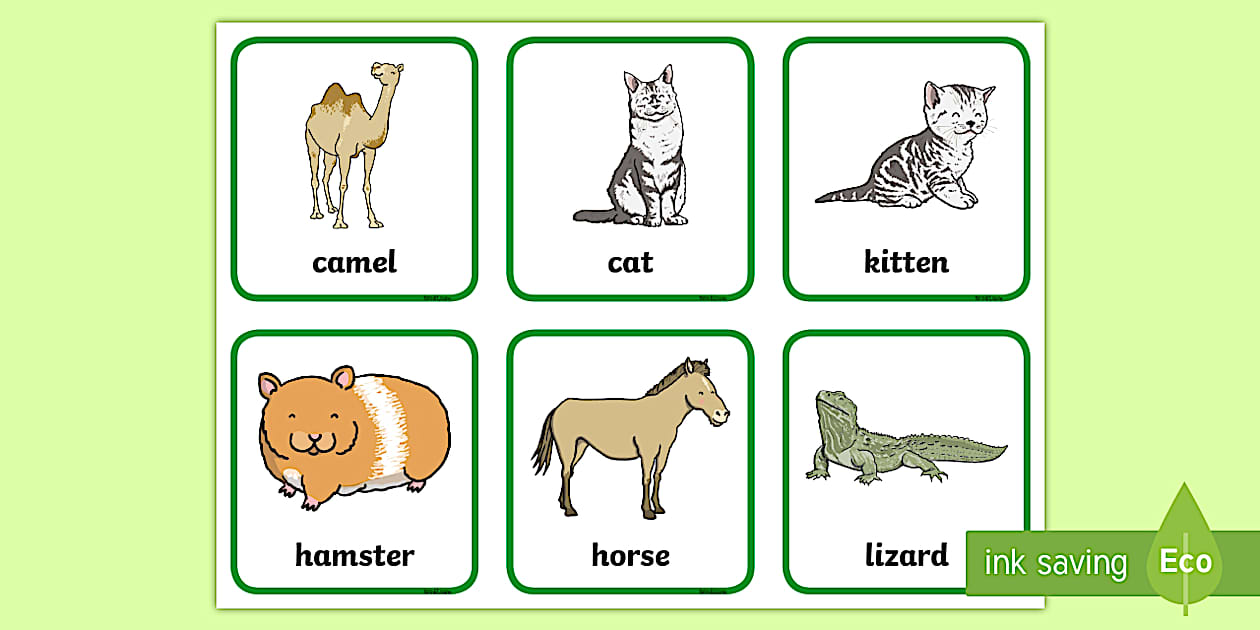 Pets Matching Cards (teacher made) - Twinkl