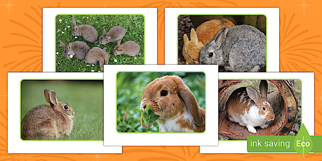 Rabbit Display Photos | Easter | Pets | Twinkl - Twinkl