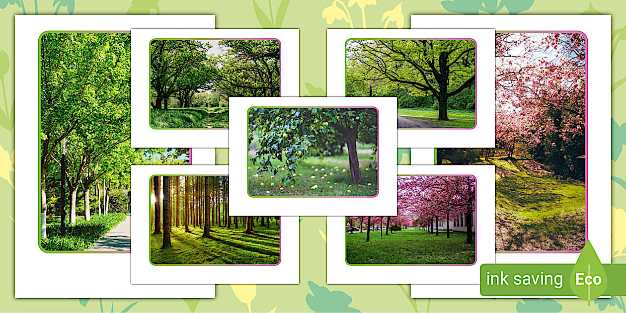 Photo Pack of Trees In Spring | Twinkl KS1 Learners - Twinkl