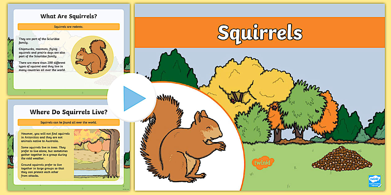 Squirrels PowerPoint (creat de profesori) - Twinkl