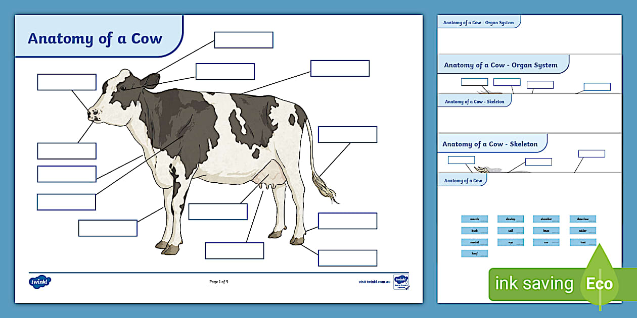 Parts of A Cow - Anatomy Worksheets | Twinkl Australia