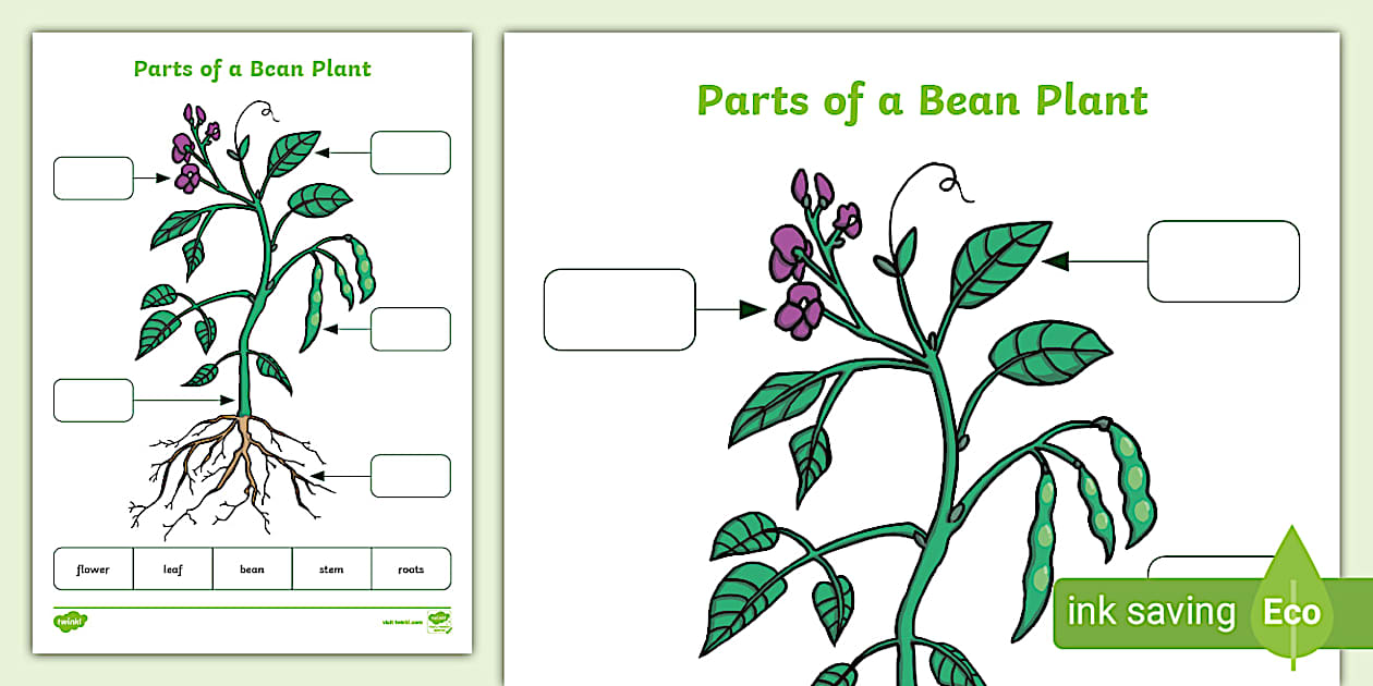 Bean Plant Labelling Worksheet (professor feito) - Twinkl