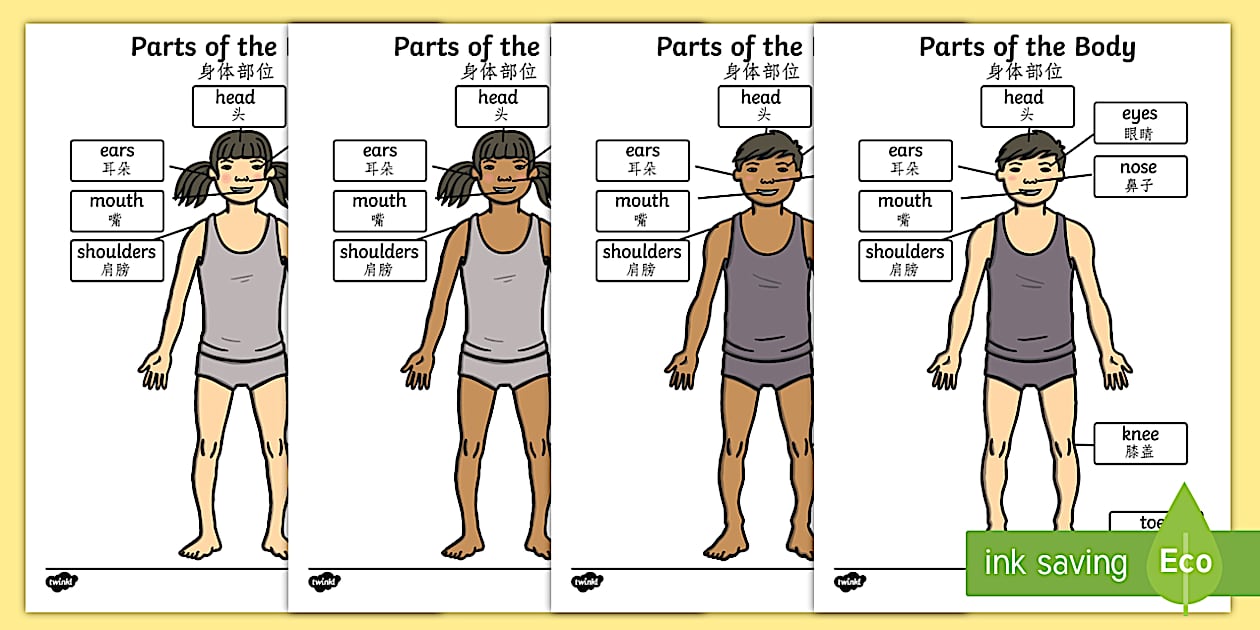 Parts of the Body A4 Head and Shoulders Worksheet / Worksheet English ...