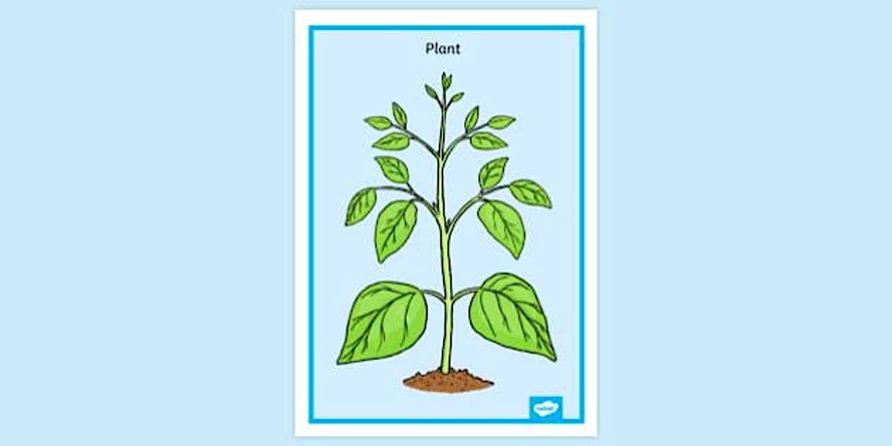 Plant Display Poster | Primary Resources - Twinkl