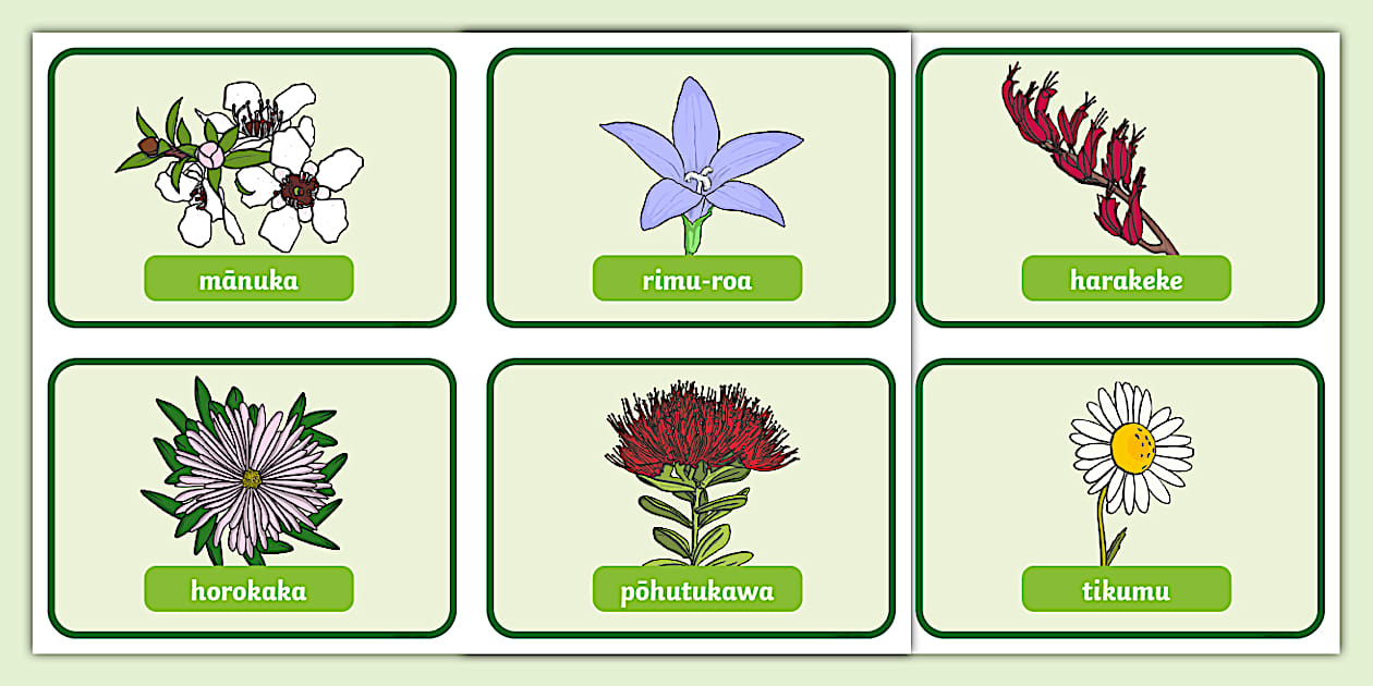 New Zealand Flowers Flashcards (teacher made) - Twinkl