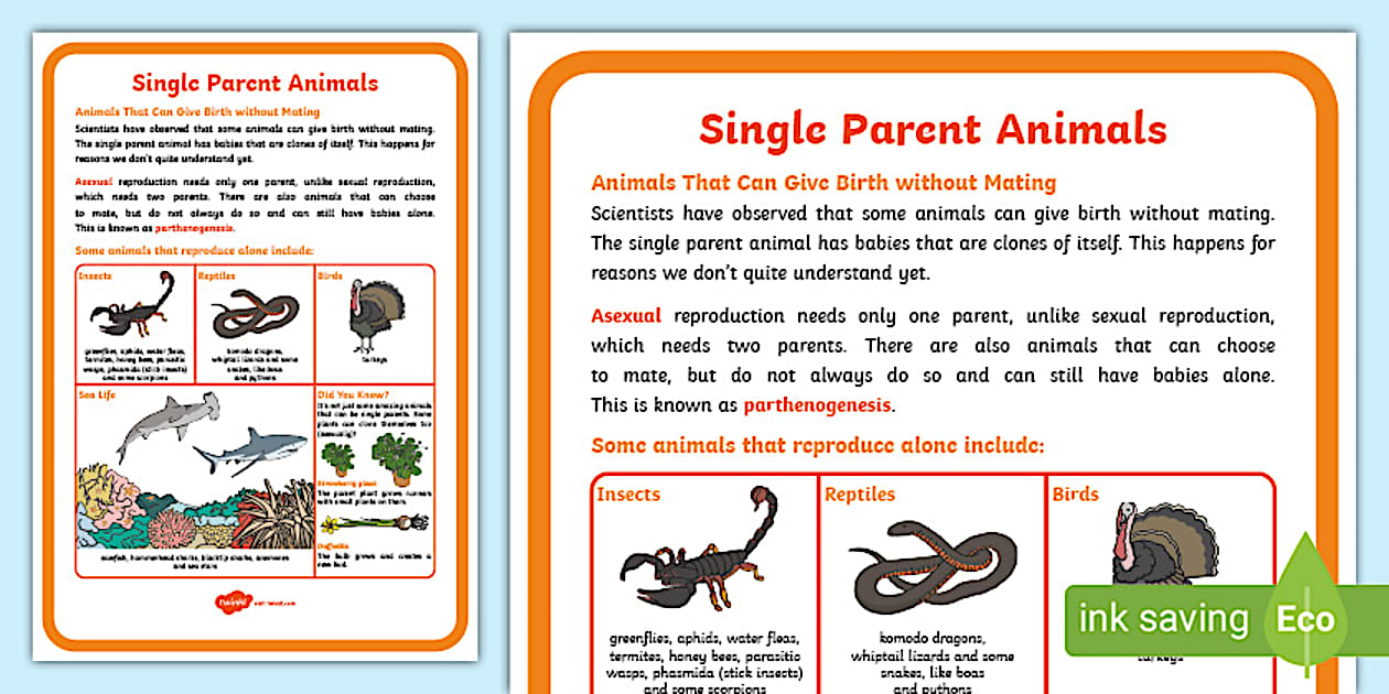 Single Parent Animals Display Poster - Twinkl