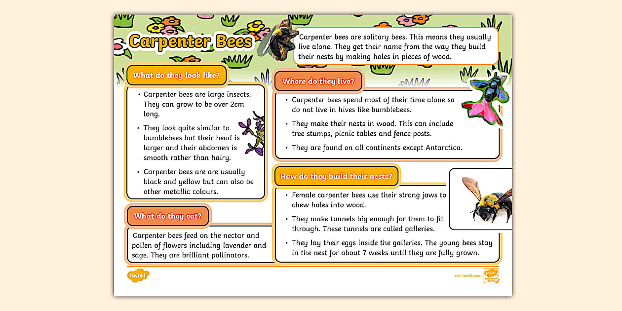 Carpenter Bees Fact File - Educational Resource - Twinkl