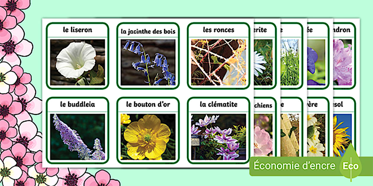 Flashcard : plantes et fleurs (l'enseignant a fait) - Twinkl