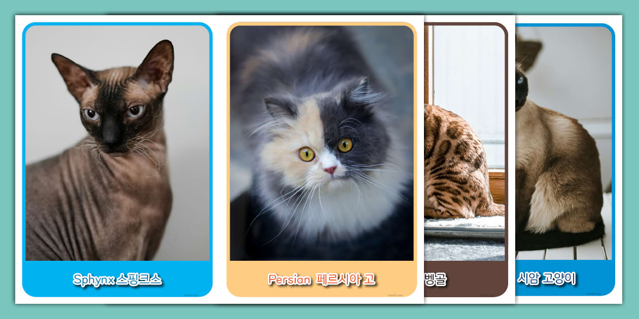 고양이 플래시 카드 | Cats Flashcards (teacher made)