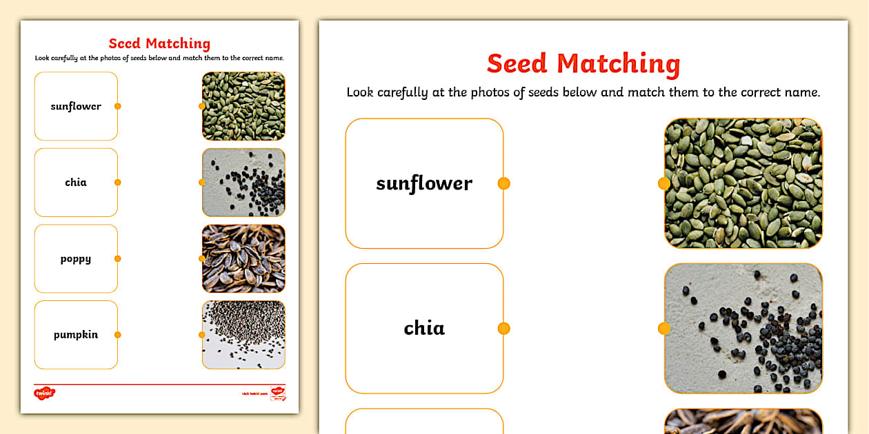 Seeds Matching Worksheet (teacher made) - Twinkl