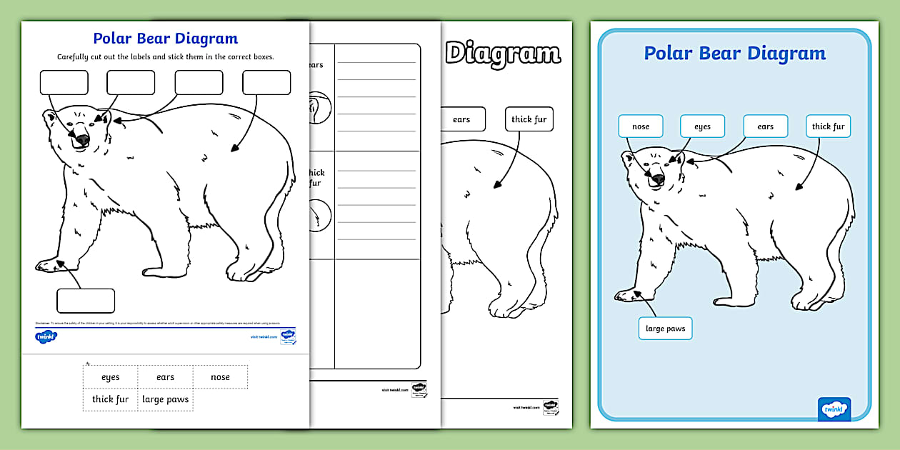 Polar Bear Diagram Activity Pack (Teacher-Made) - Twinkl