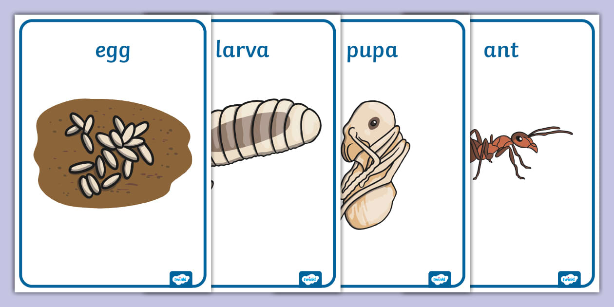 Ant Life Cycle Growth Posters (teacher made) - Twinkl